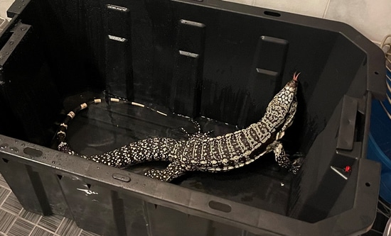 Young Adult Blue Tegu - Male Argentine Tegus by Rumble Reptilia