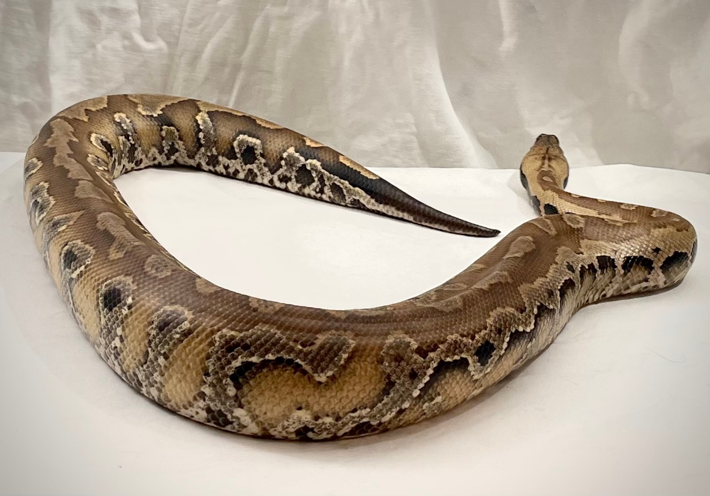 Normal Phase Male P. Brongersmai Blood Python by Rumble Reptilia ...