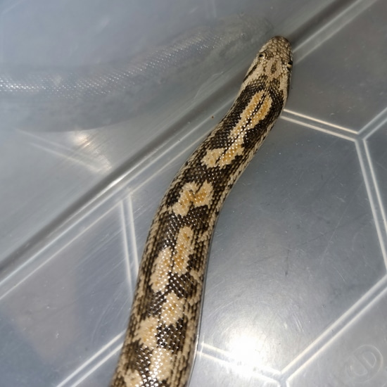 CB20 1.0 Russian Sand Boa by Malukureptiles