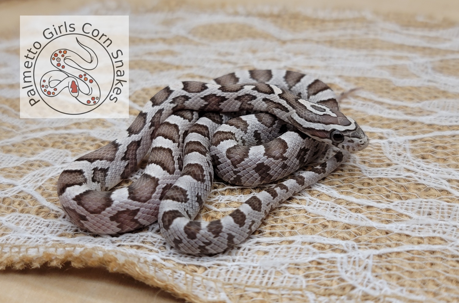 2022 Female Strawberry Anery, 100% Het Lavender Corn Snake by Palmetto ...