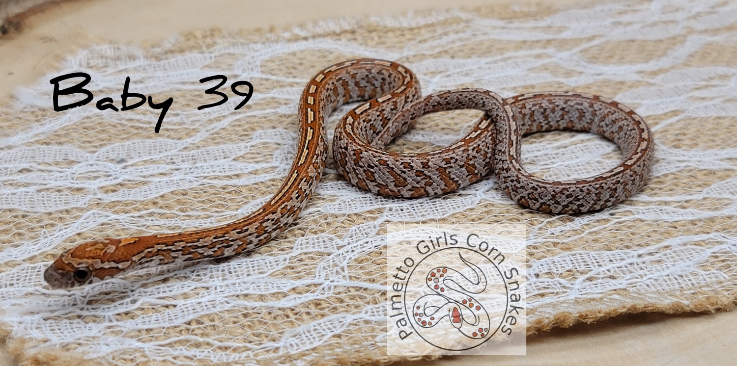 2022 Female Tessera (Het) Palmetto, 100% Het Anery/Strawberry/Lavender ...