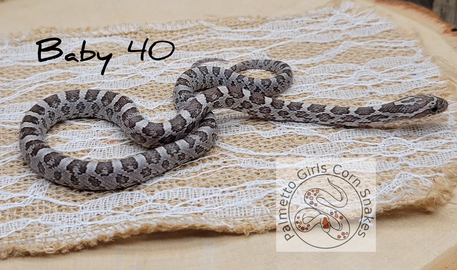 2022 Female Anery (Het) Palmetto, 100% Het Strawberry/Lavender Corn ...