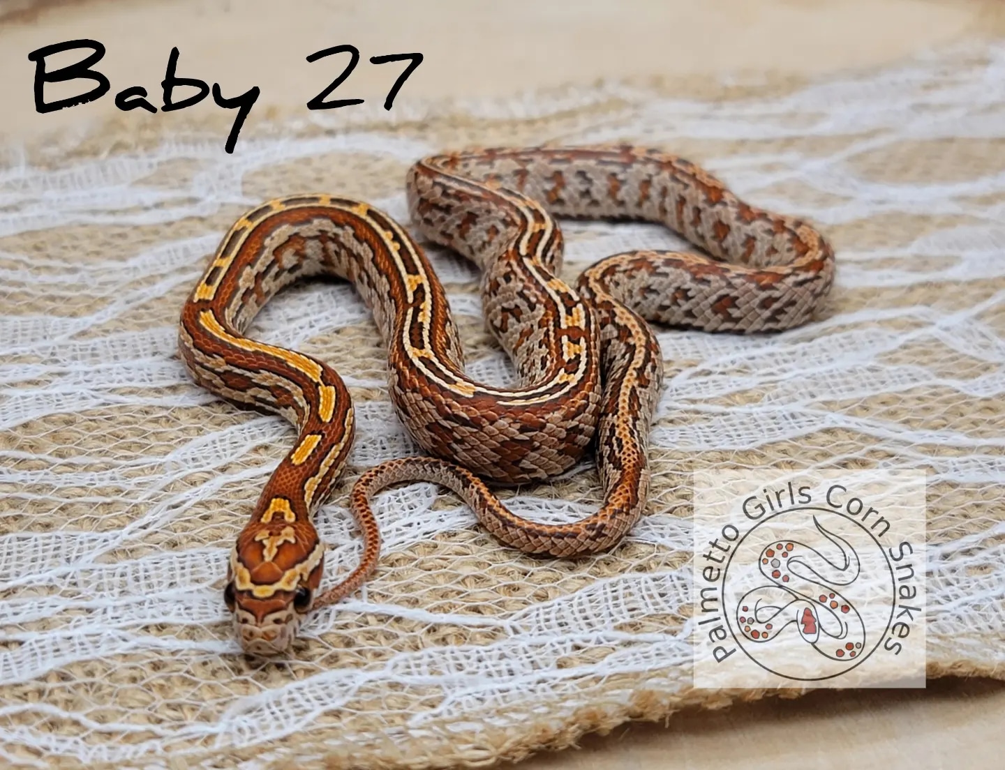 2022 Female Strawberry Tessera, 100% Het Anery, 100% Het Lavender Corn ...