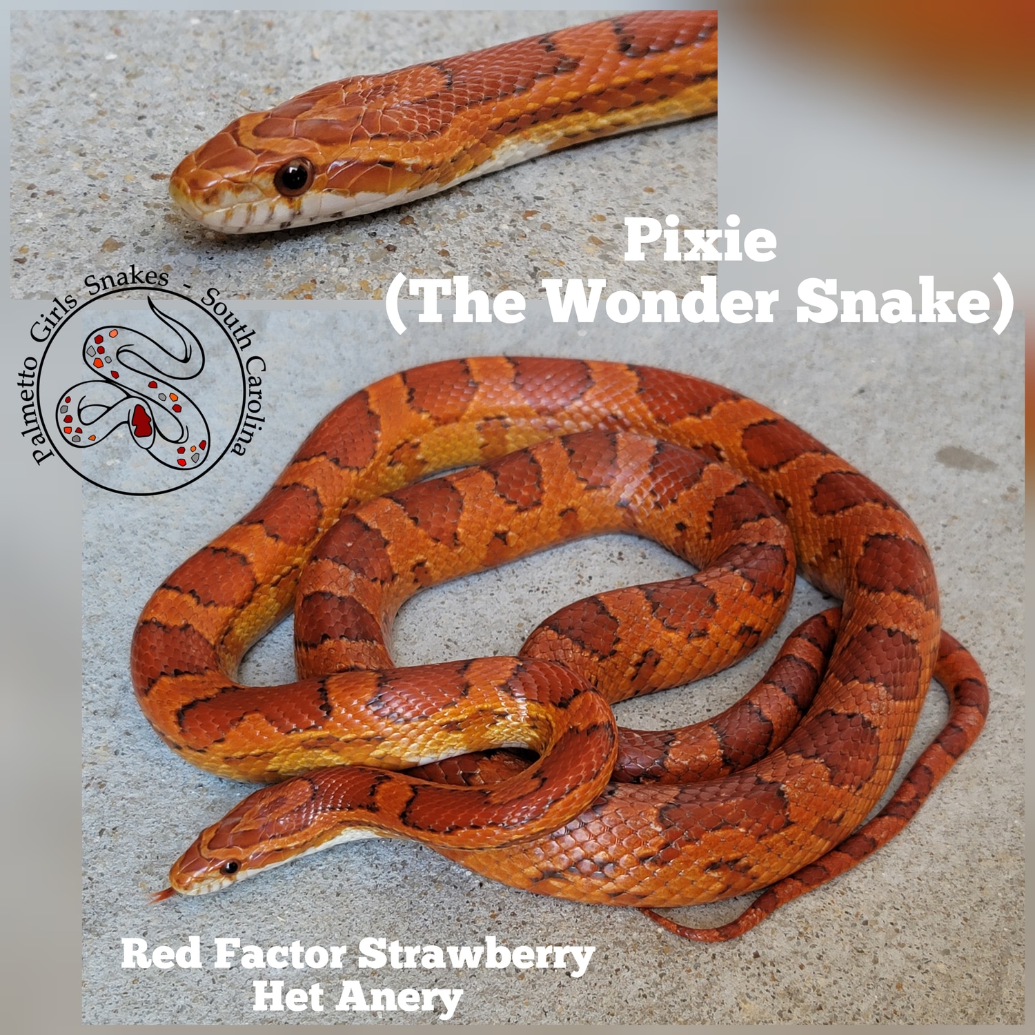 Pixie Corn Snake by Palmetto Girls Snakes - MorphMarket