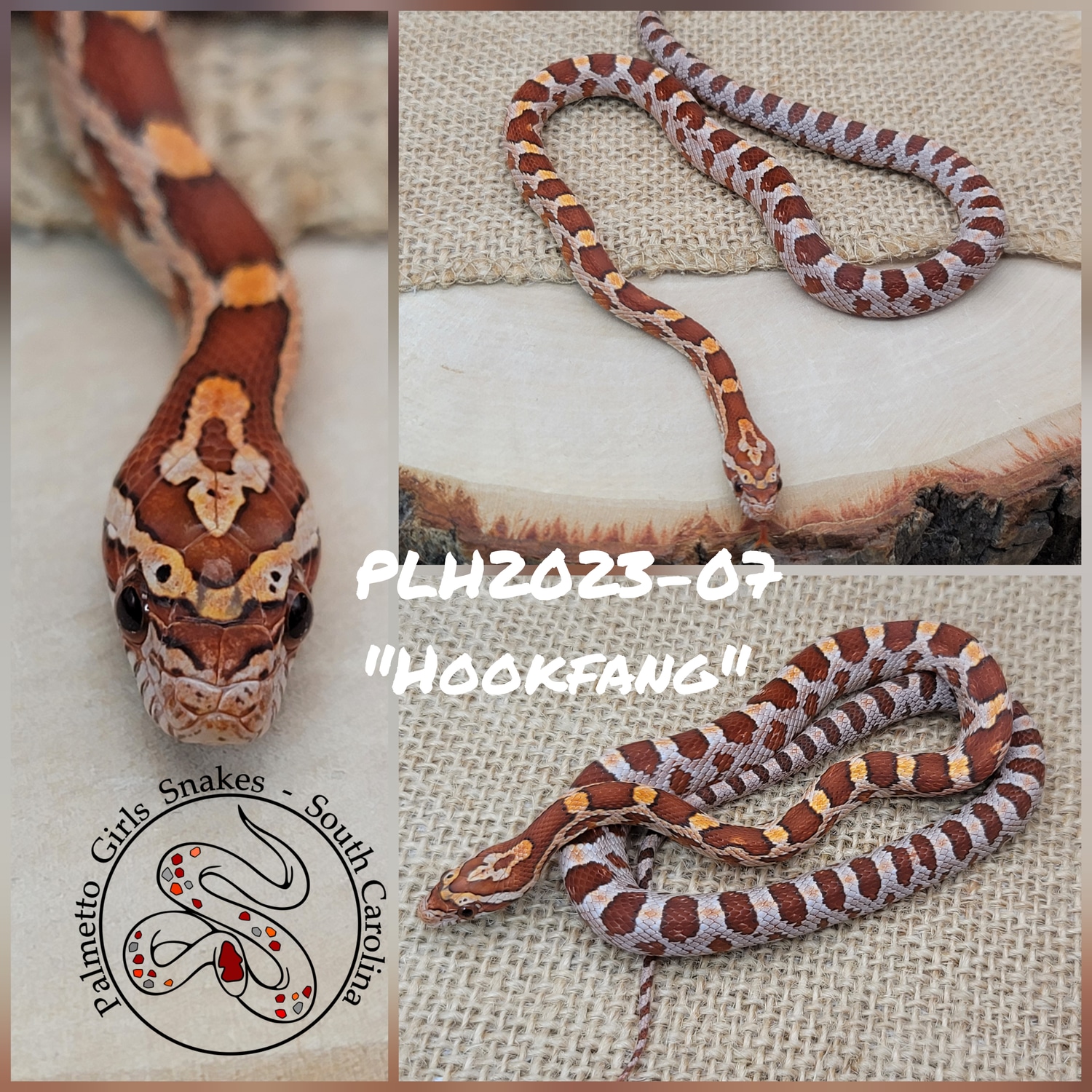Strawberry Het Lavender 66% Het Anerythristic Corn Snake by Palmetto ...