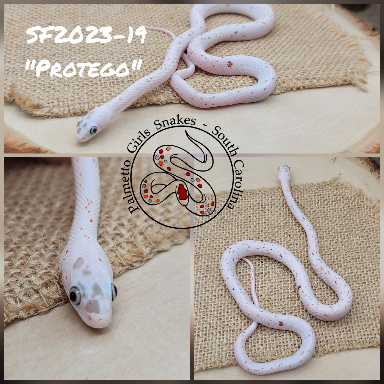 Super Palmetto 50% Het Anerythristic Corn Snake by Palmetto Girls ...