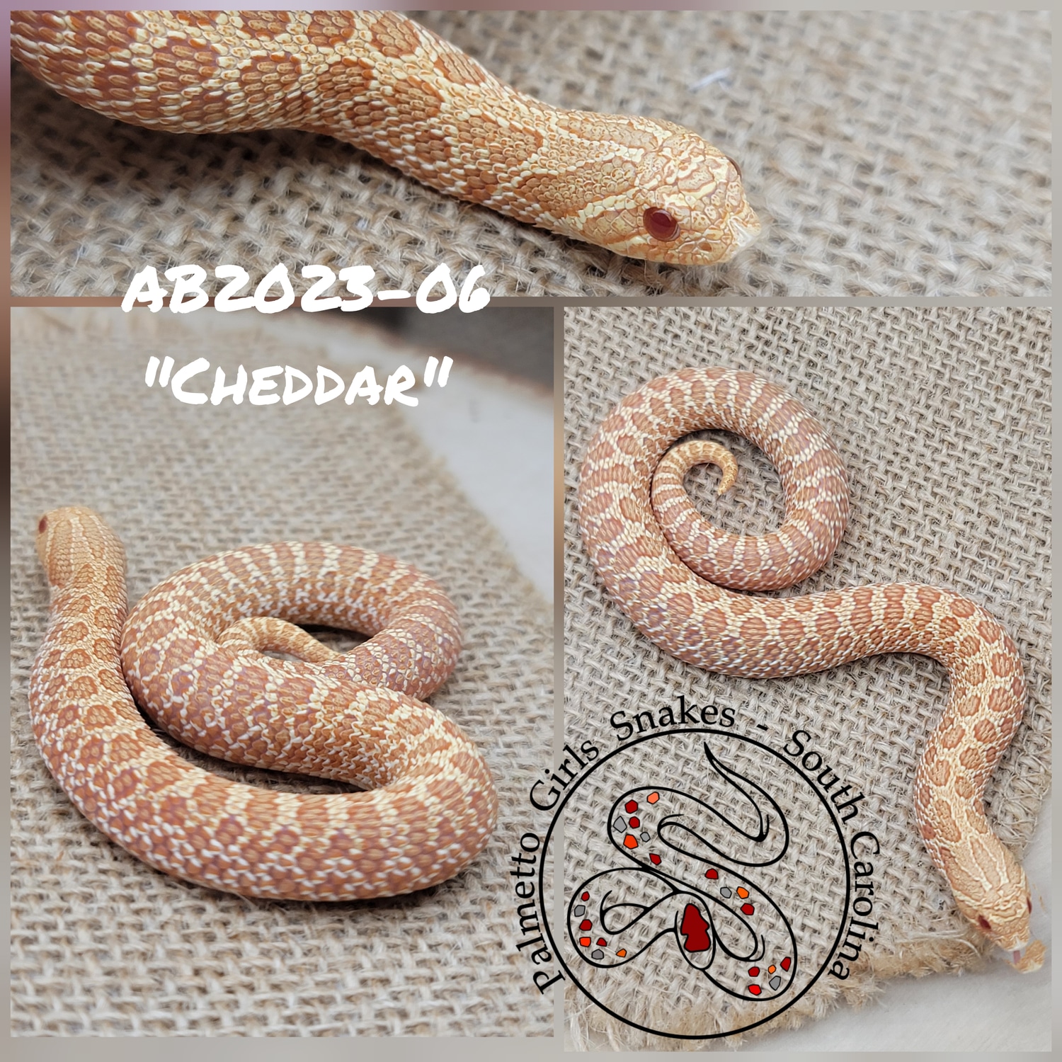 Albino Western Hognose by Palmetto Girls Snakes - MorphMarket