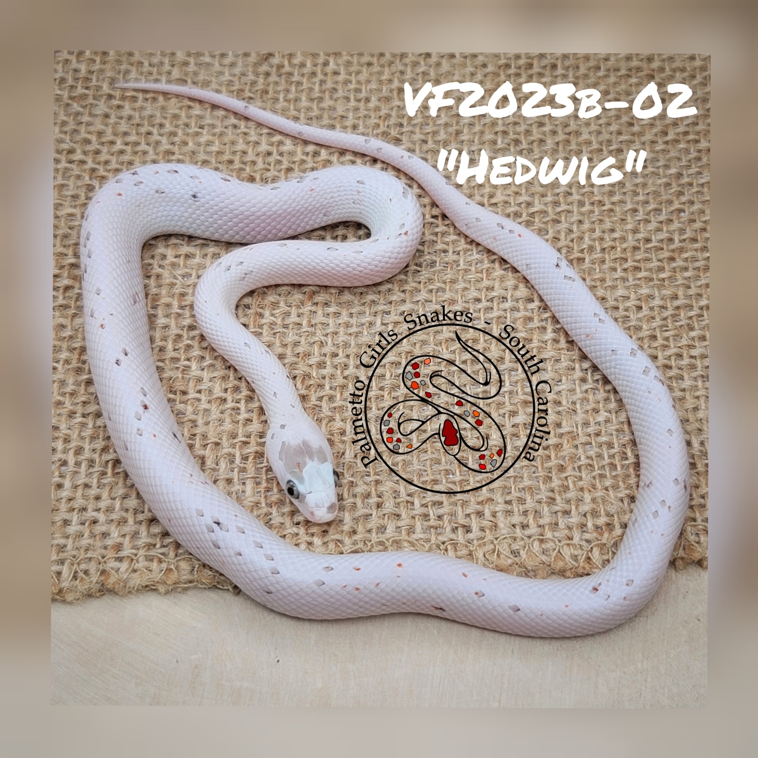 Palmetto 50% Het Anerythristic - FREE SHIPPING! Corn Snake by Palmetto ...