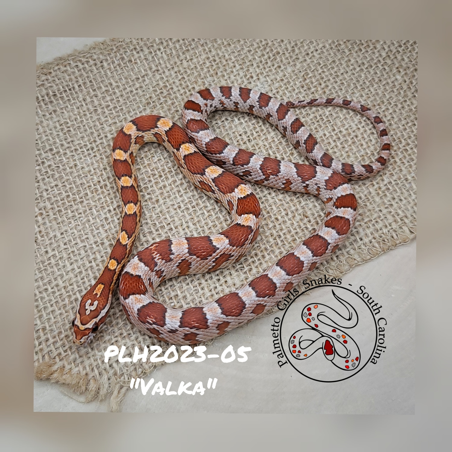 Female Strawberry Het Lavender 66% Het Anerythristic Corn Snake by ...