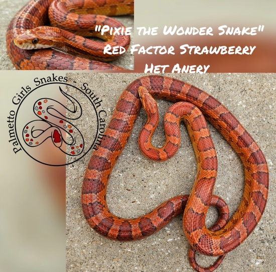 Pixie Corn Snake by Palmetto Girls Snakes