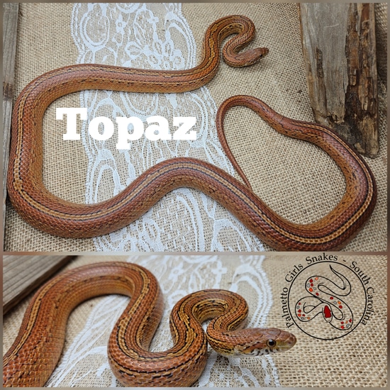 Topaz Corn Snake by Palmetto Girls Snakes
