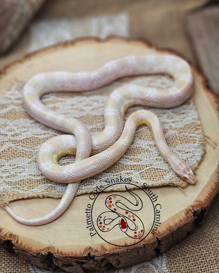 Tango Corn Snake by Palmetto Girls Snakes