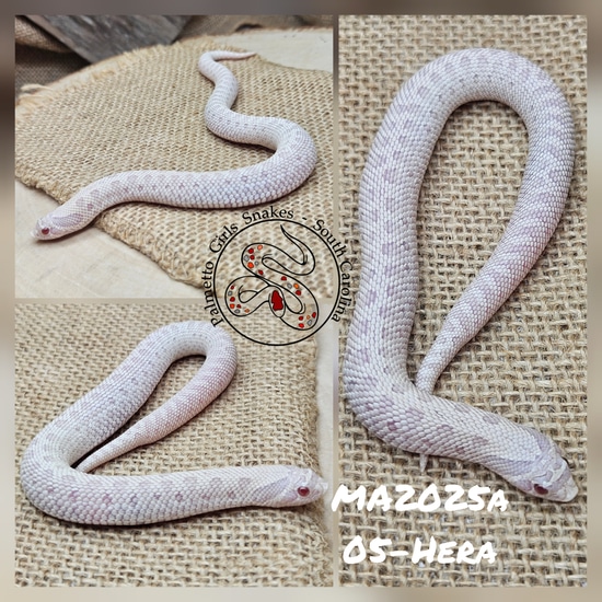 2025 Female Albino Axanthic (Snow) Western Hognose by Palmetto Girls Snakes