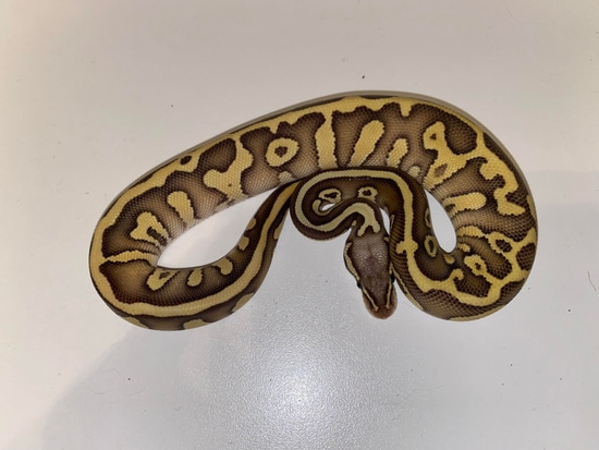Lesser Pastel Leopard Ball Python by MANA Reptiles