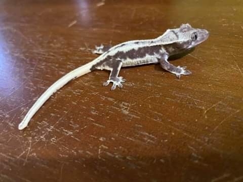 Unsexed MSL Line Axanthic Lilly White Crested Gecko by Manatee Suncoast ...