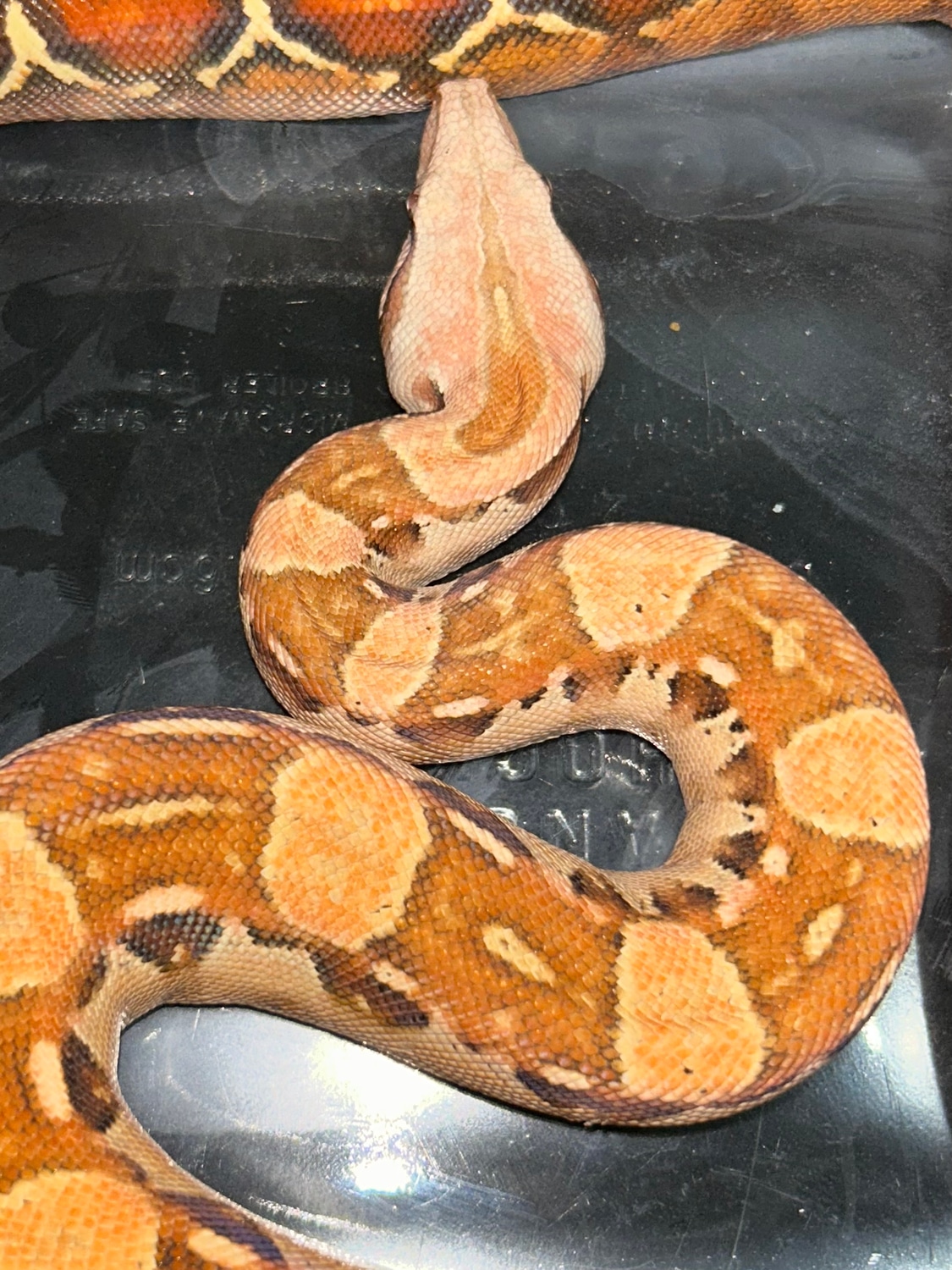 VPI Pink Panther 50% Het. Blood Boa Constrictor by NK Constrictors ...