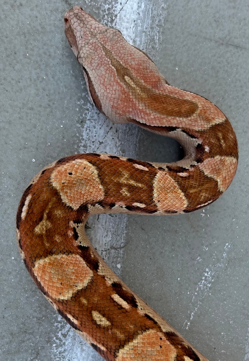 VPI Pink Panther 50% Het. Blood Boa Constrictor by NK Constrictors ...