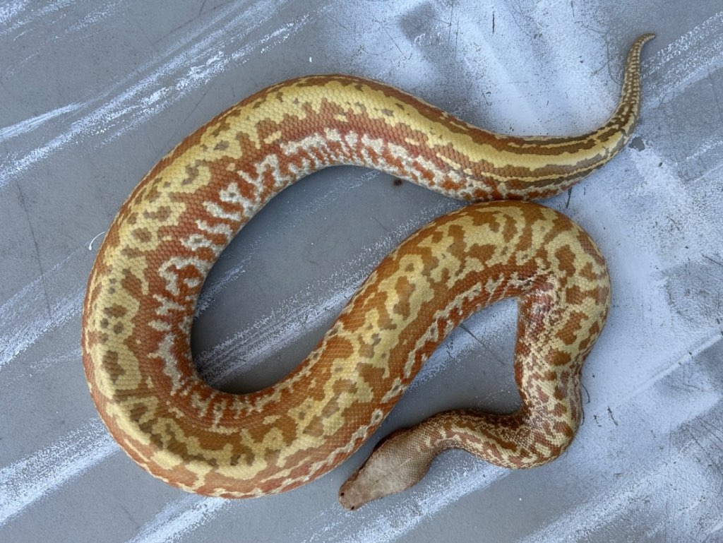 2021 T+ Batik Blood Python by NK Constrictors - MorphMarket