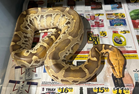 2023 Female Caramel Albino Sumatran Short-tail Sumatran Short-Tailed ...