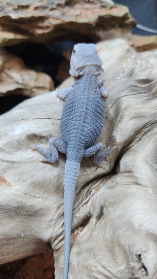 Hypo Translucent Zero Het Witblits Central Bearded Dragon by Manchester ...