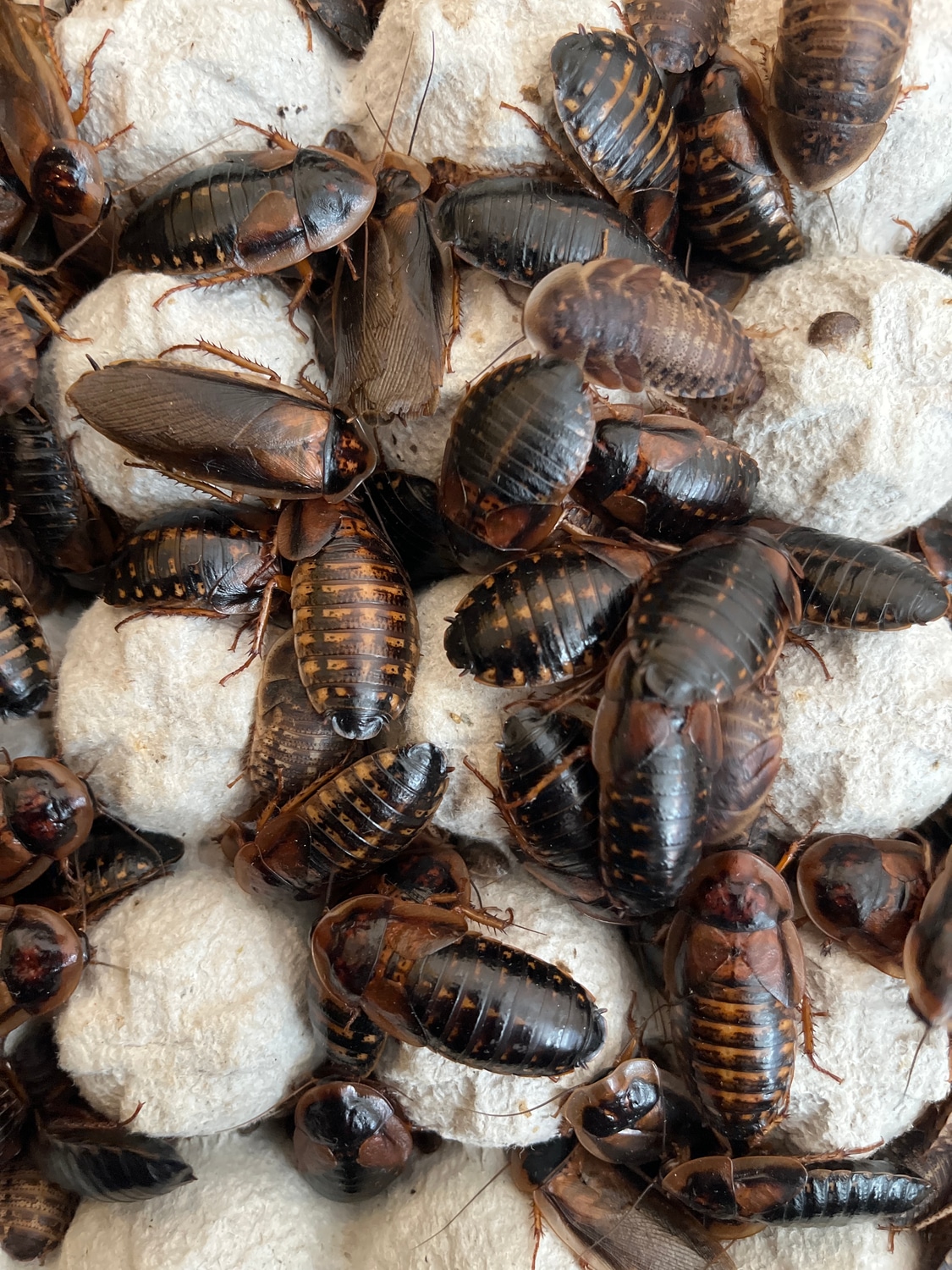 Dubia Roach Cockroach by M&G Reptiles LLC - MorphMarket