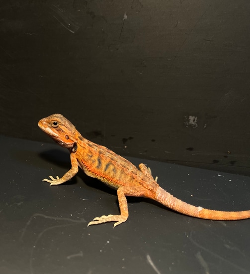 Red Hypo Translucent Central Bearded Dragon by M&G Reptiles LLC