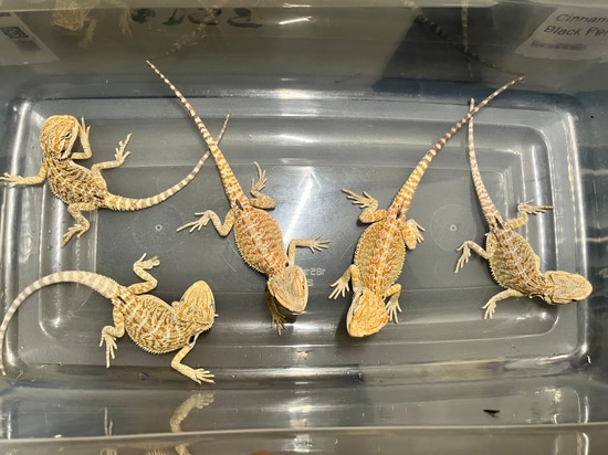 Group 5 Hypo 100% Het Zero 66% Het Translucent Central Bearded Dragon ...