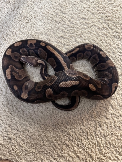 Black Friday Sale!! Sable Ball Python by M&G Reptiles LLC