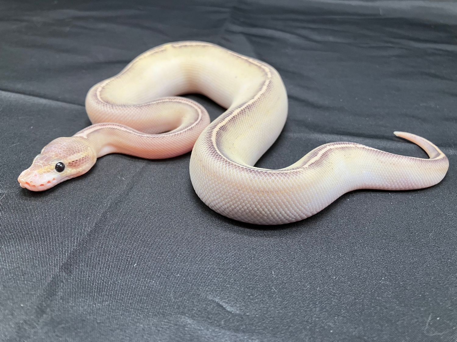 Black Pastel Highway Ball Python by Celestial Serpents - MorphMarket