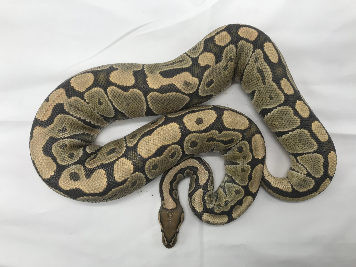1590g Orange Ghost Ball Python by Celestial Serpents - MorphMarket