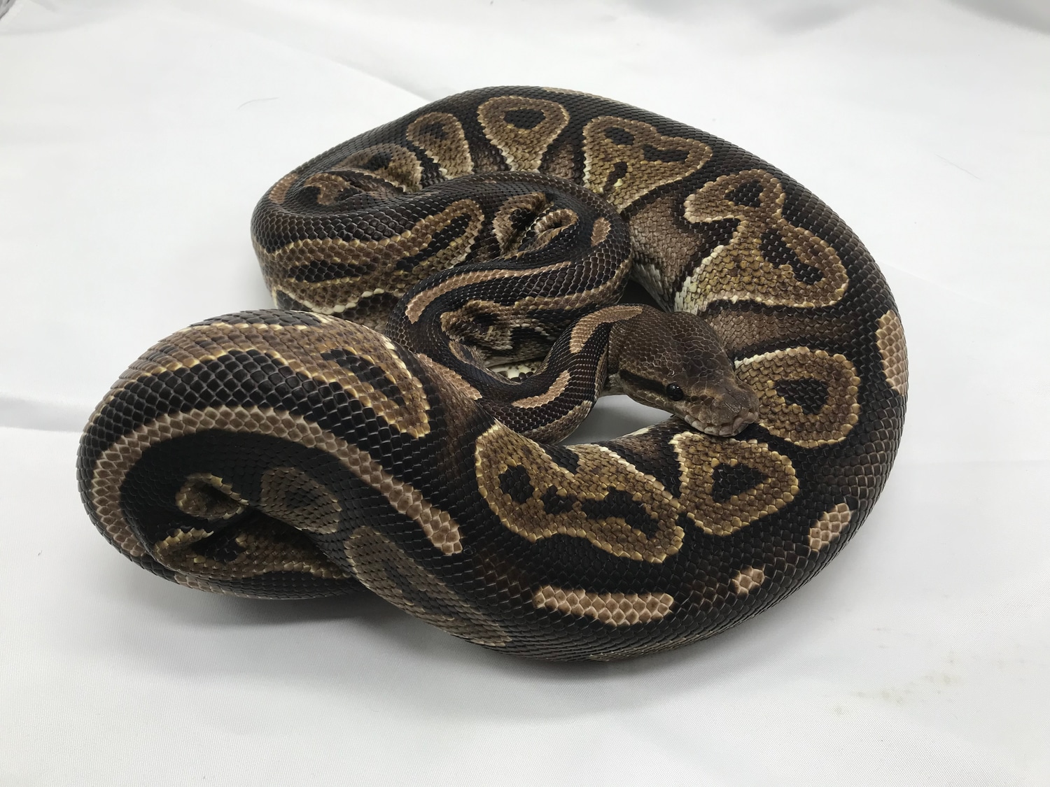 1700g Cinnamon Axanthic (Joliff) 66% Het Albino Ball Python by ...