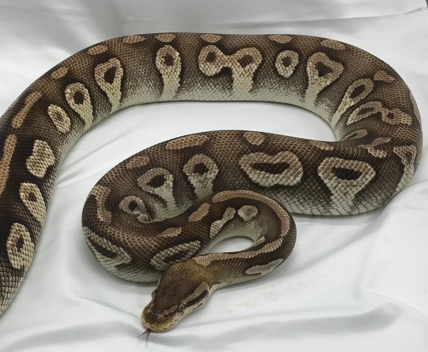 2770g Pastel Mojave Ball Python by Celestial Serpents - MorphMarket