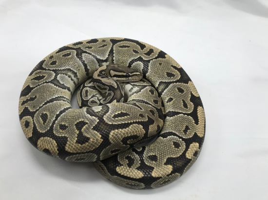 Orange Ghost Proven Ball Python by Celestial Serpents