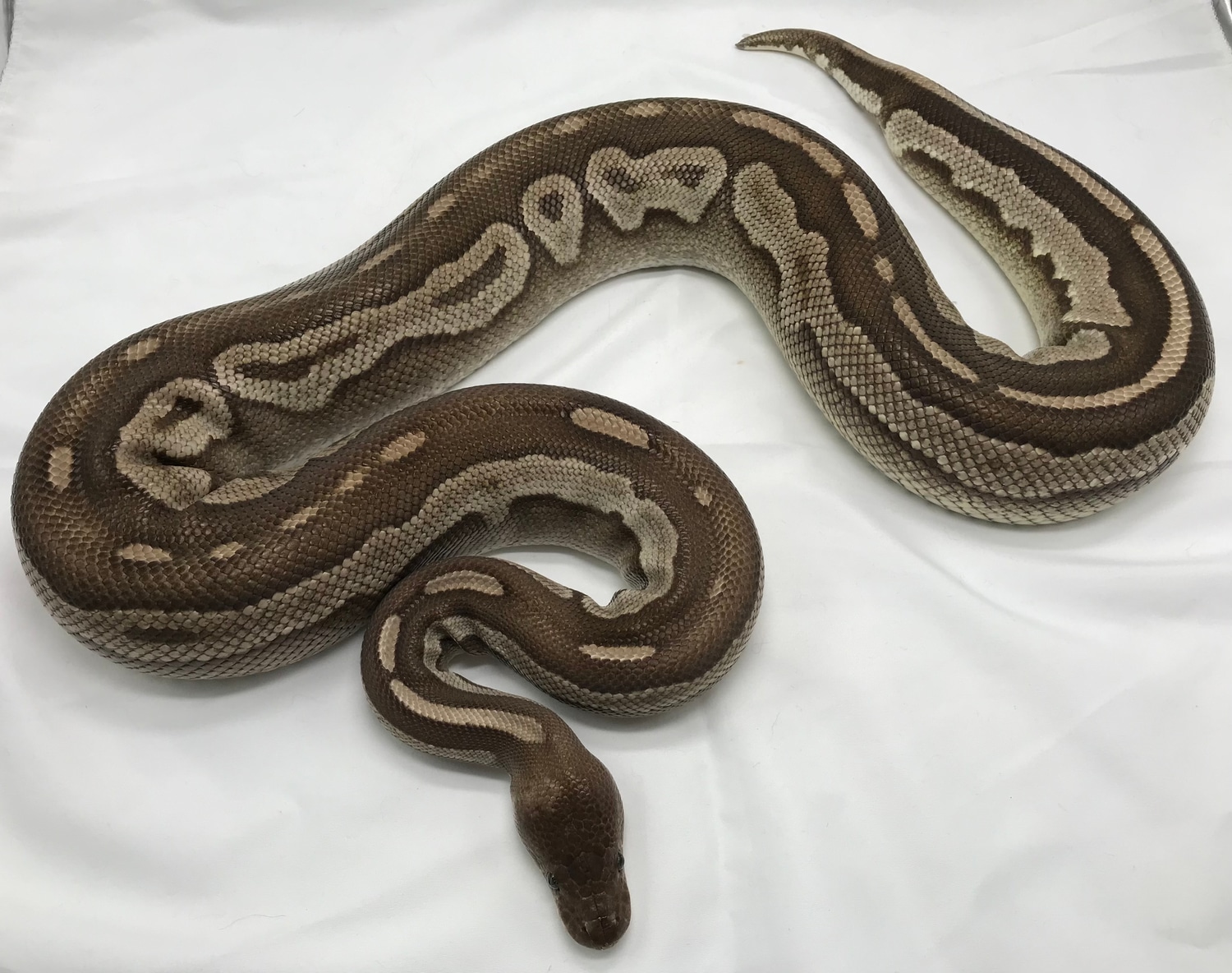 3000g Mojave, Cinnamon Poss Het G-stripe Ball Python by Celestial ...