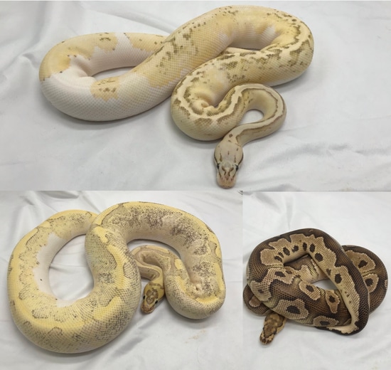 1.2 RTB Clown Disco Fire Enchi Pastel Ball Python by Celestial Serpents