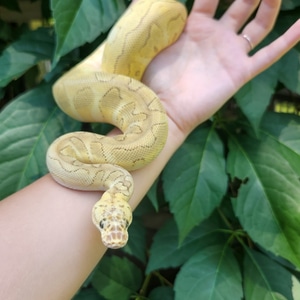 Snake Safari - MorphMarket