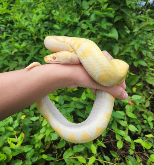 Albino Enchi Ball Python by Snake Safari