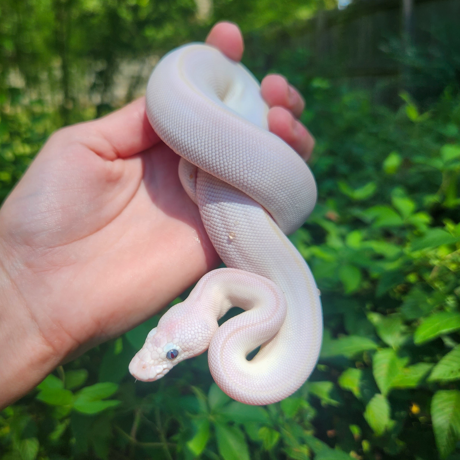 Blue Eyed Lucy 100% DH Clown Orange Ghost Ball Python by Snake Safari ...