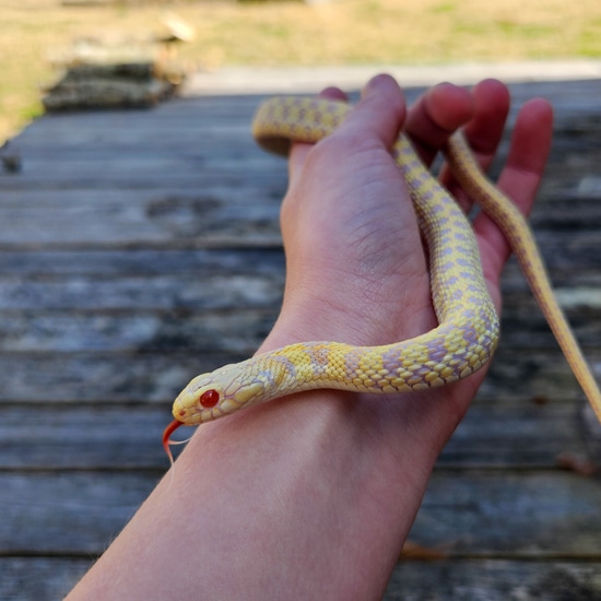 Checkered Albino Garter Snake by Snake Safari