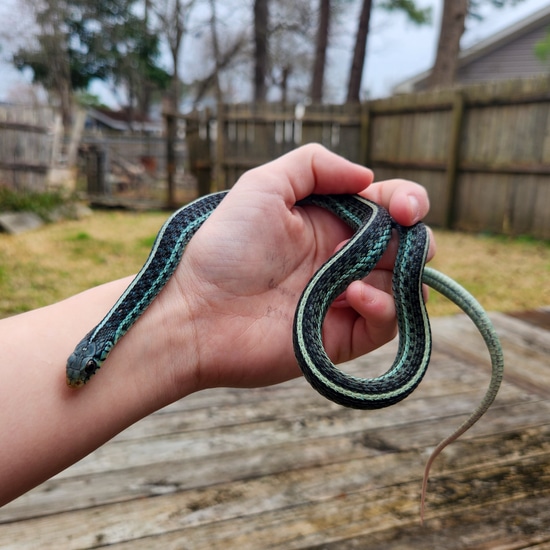 Florida Blue Garter Snake by Snake Safari