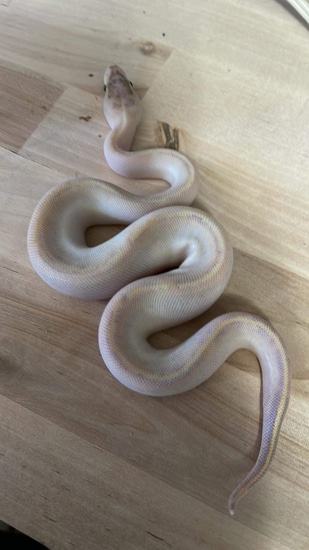 Champagne Ivory Ball Python by M&K Exotics