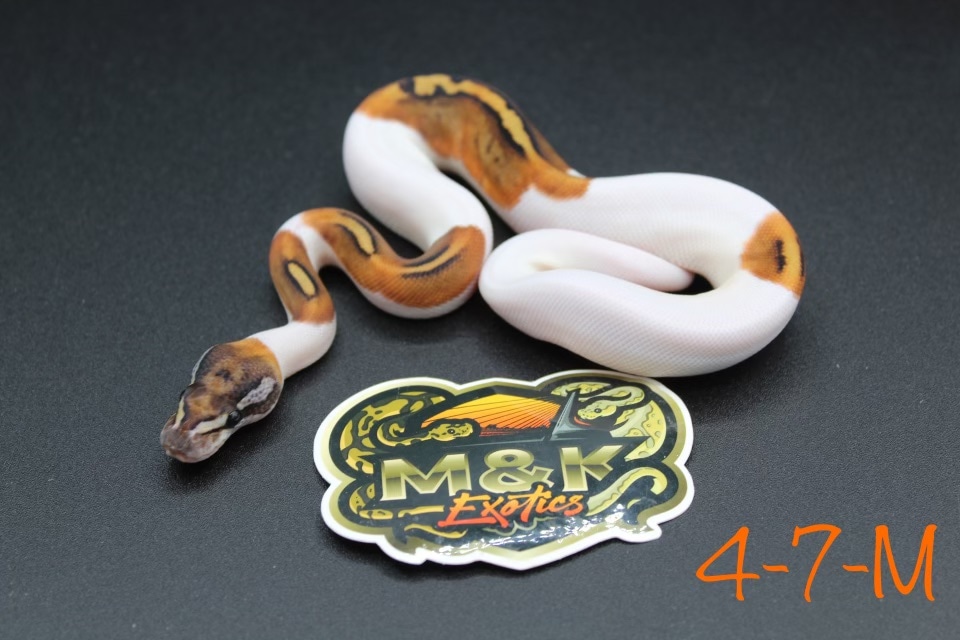 Special Pied Ball Python by M&K Exotics - MorphMarket