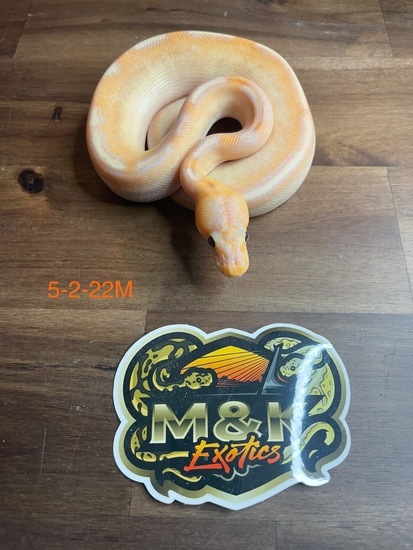 Champagne Yellow Belly Banana Possible Ivory Ball Python by M&K Exotics