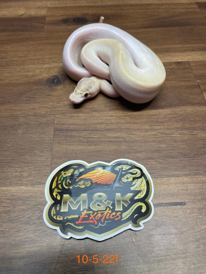 Ivory Ball Python by M&K Exotics