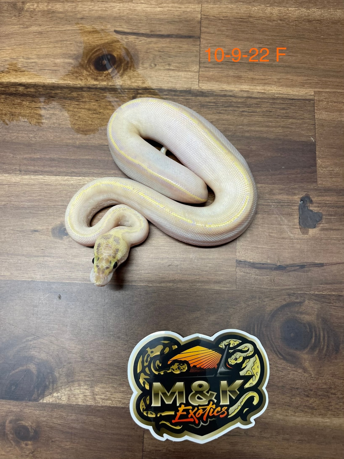 Ivory Ball Python by M&K Exotics - MorphMarket
