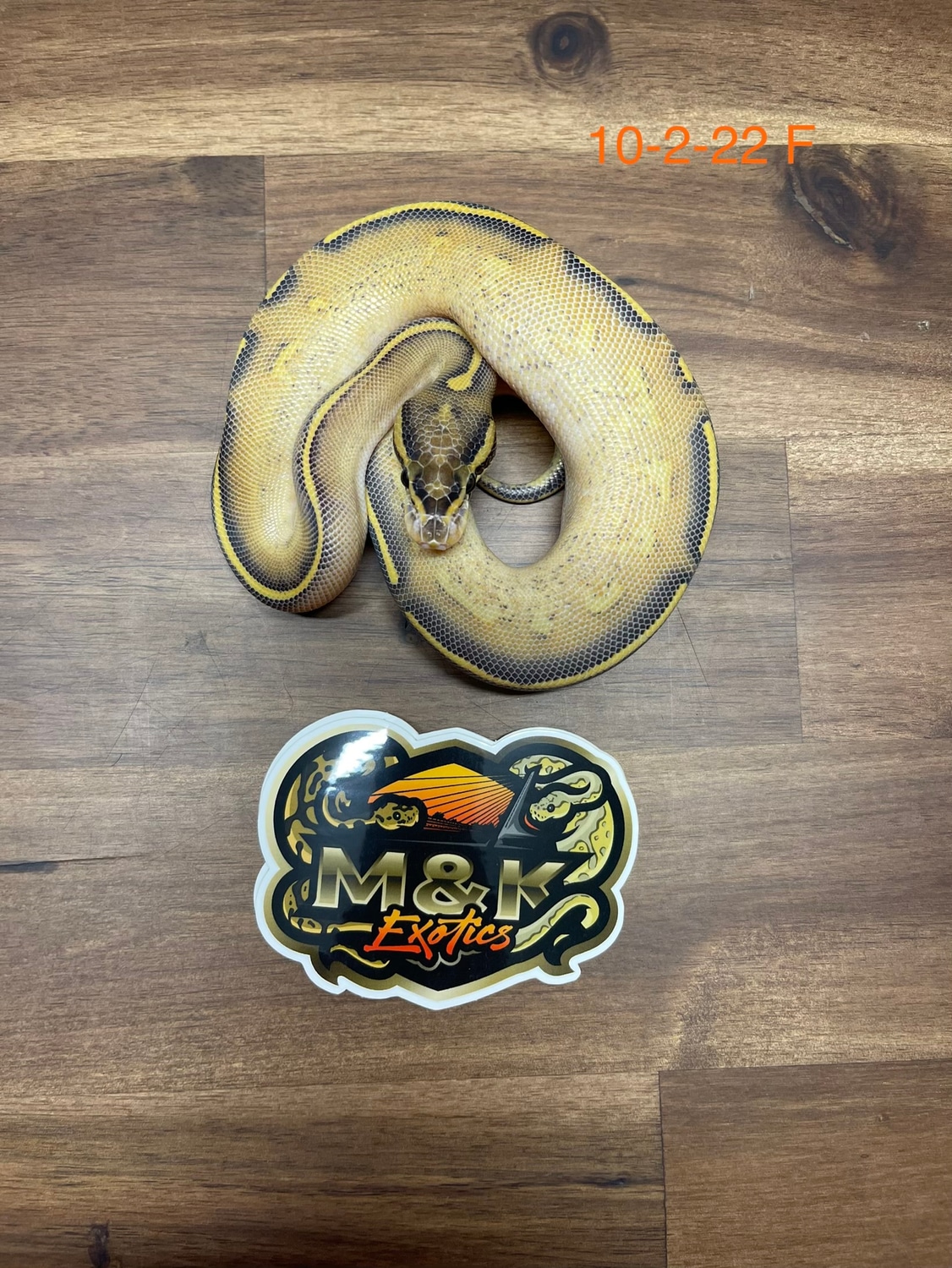 Highway Ball Python by M&K Exotics - MorphMarket