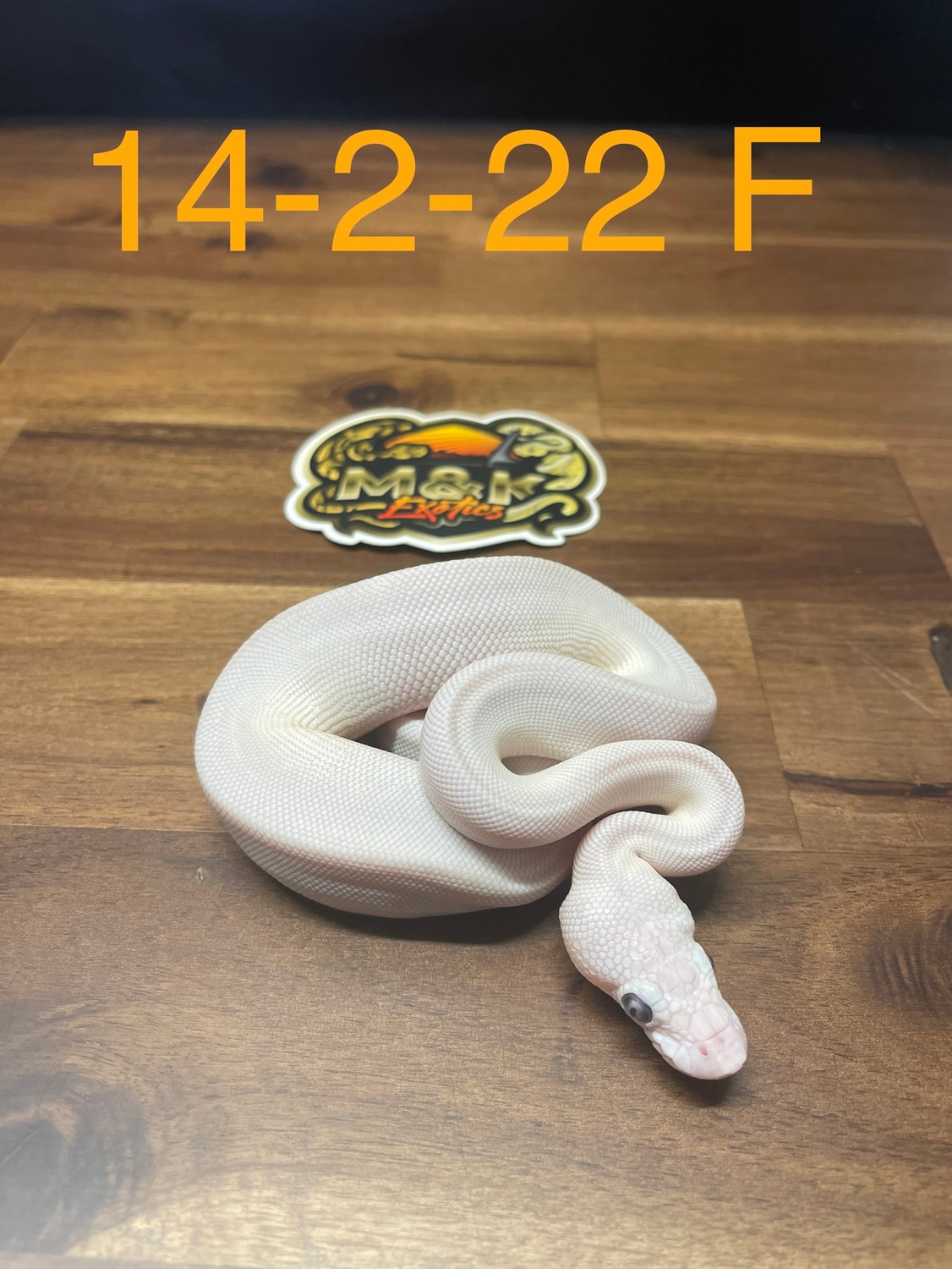 Blue Eyed Lucy Super Lesser Pos Pastel Het Clown %50 Het Hypo Ball ...