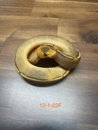 Champagne Yellow Belly Ball Python by M&K Exotics