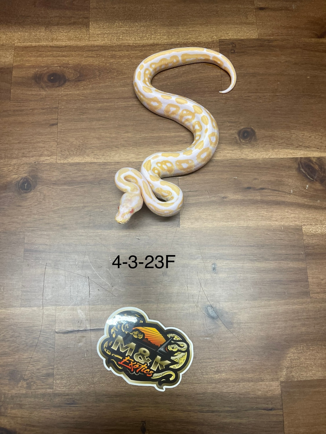 Albino Black Pastel 50% Het Pied Ball Python by M&K Exotics - MorphMarket