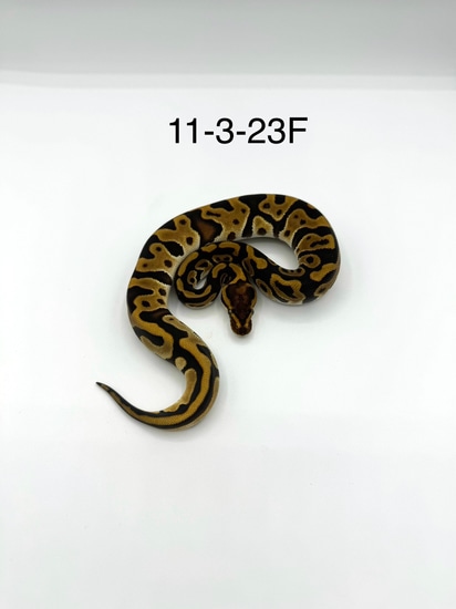 Cypress Enchi Spotnose Het Clown Ball Python By Mandk Exotics